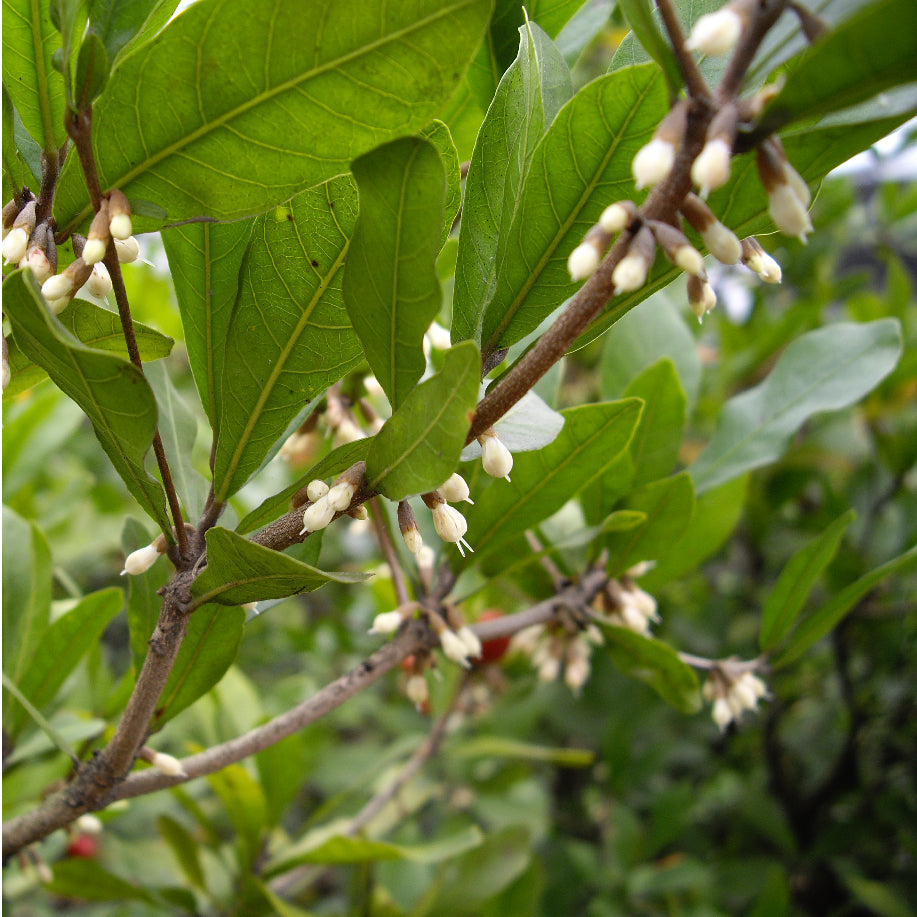 All About Miracle Berry – MY I.D.